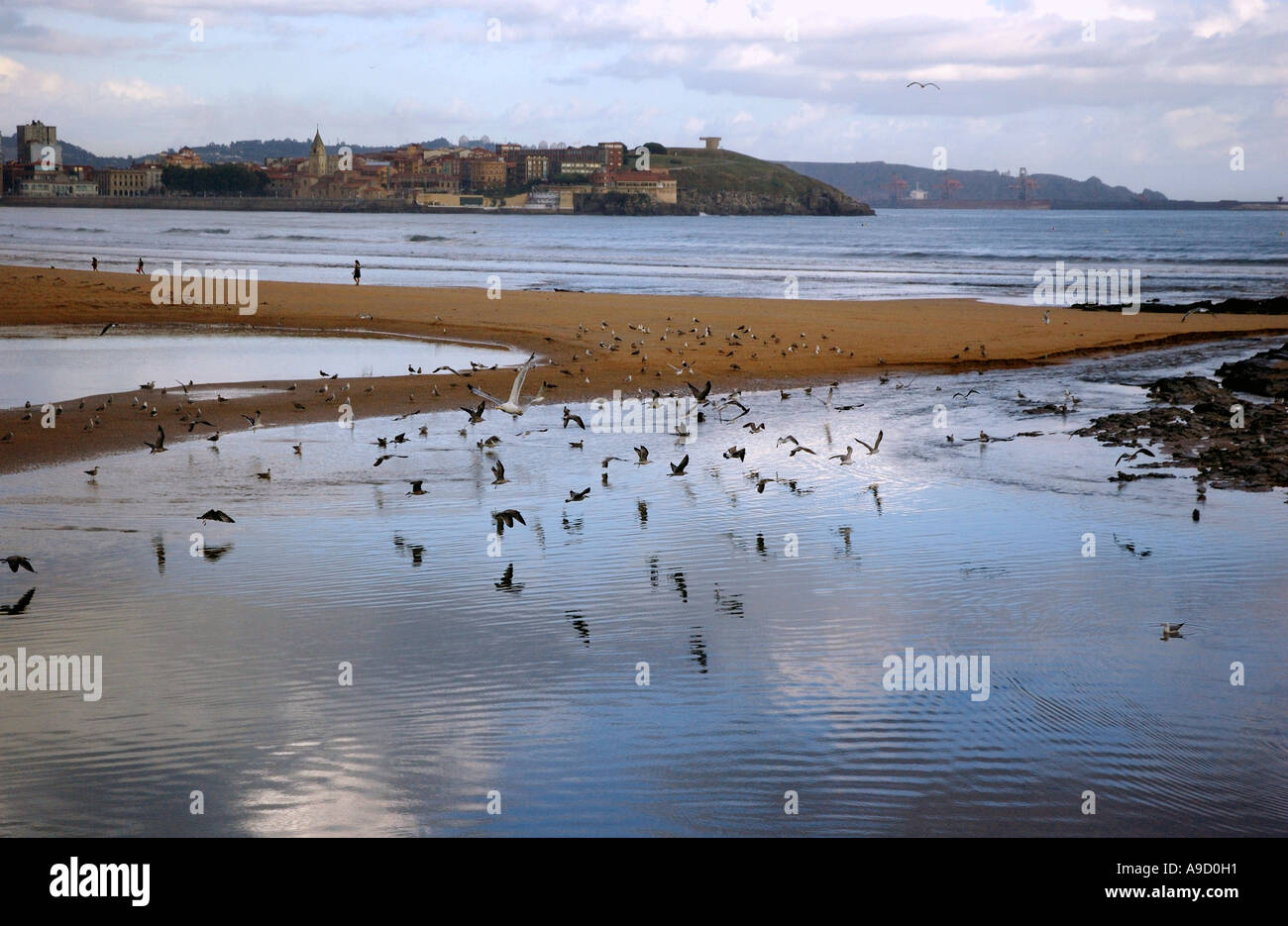 Birds of paradise planet earth hi-res stock photography and images - Alamy