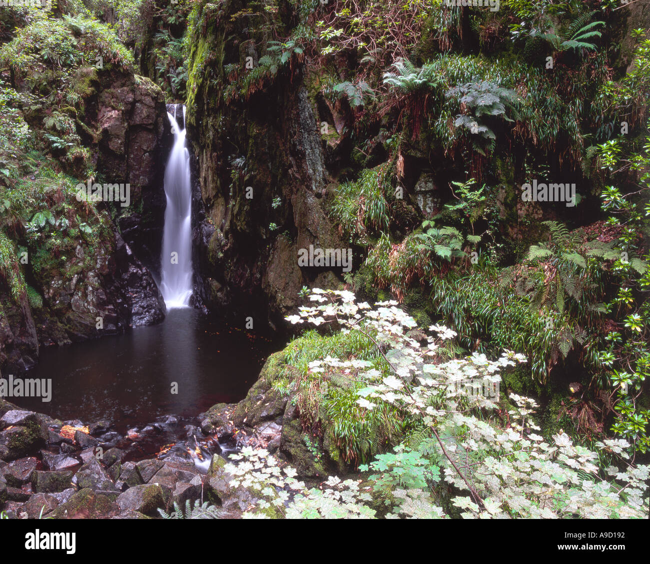 Stanley Ghyll Force Lake District Cumbria United Kingdom Stock Photo ...