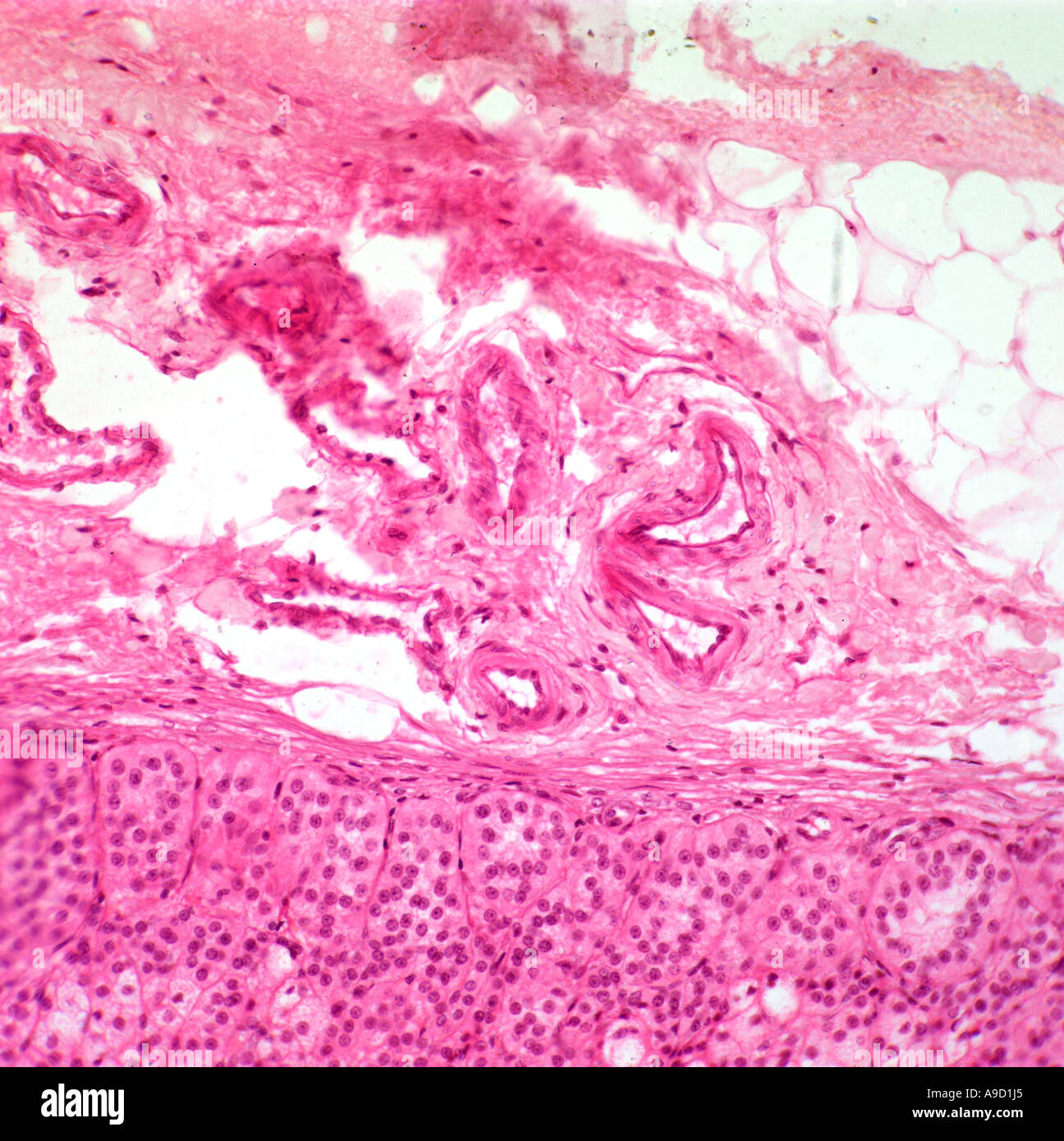 Suprarenal hi-res stock photography and images - Alamy