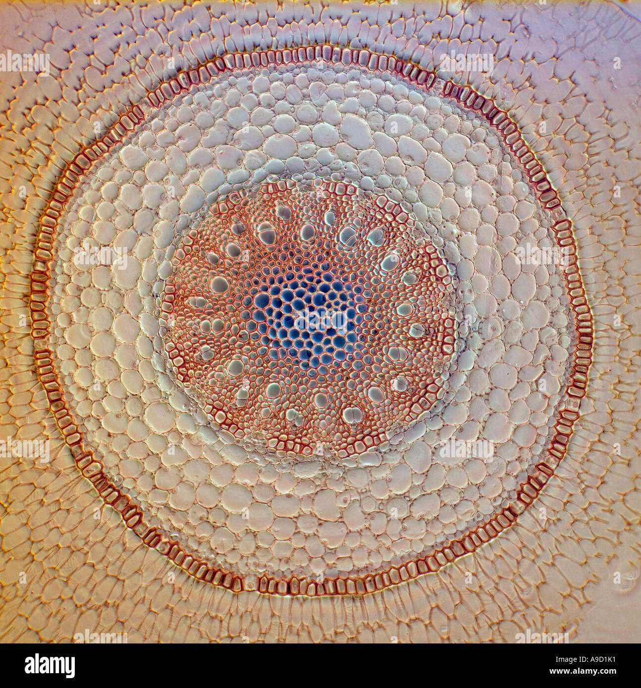 Dendrobium orchid aerial root section showing structure hi-res stock ...