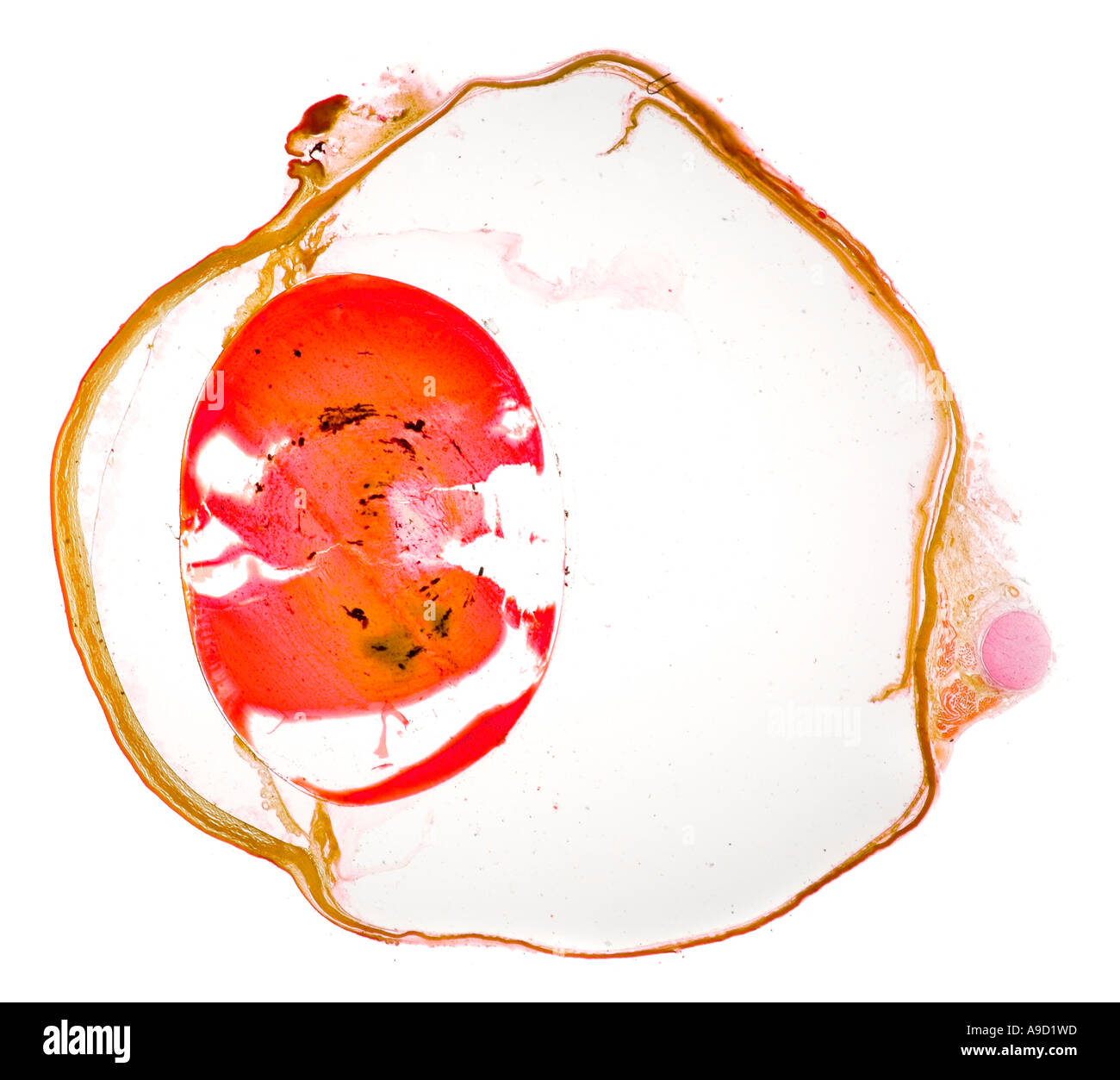 Eye section of rat showing physiology brightfield Stock Photo - Alamy