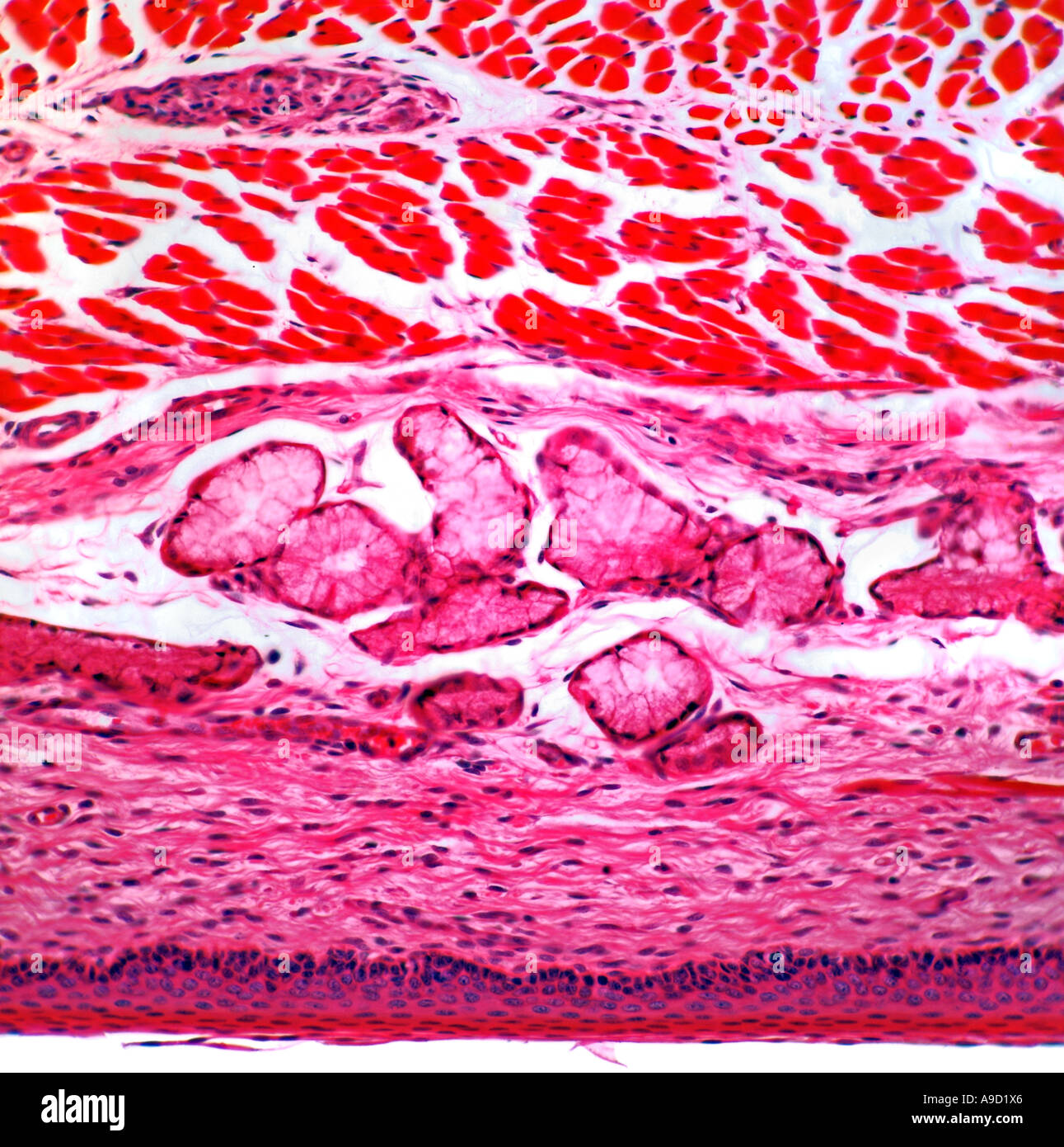 Epithelium hi-res stock photography and images - Alamy