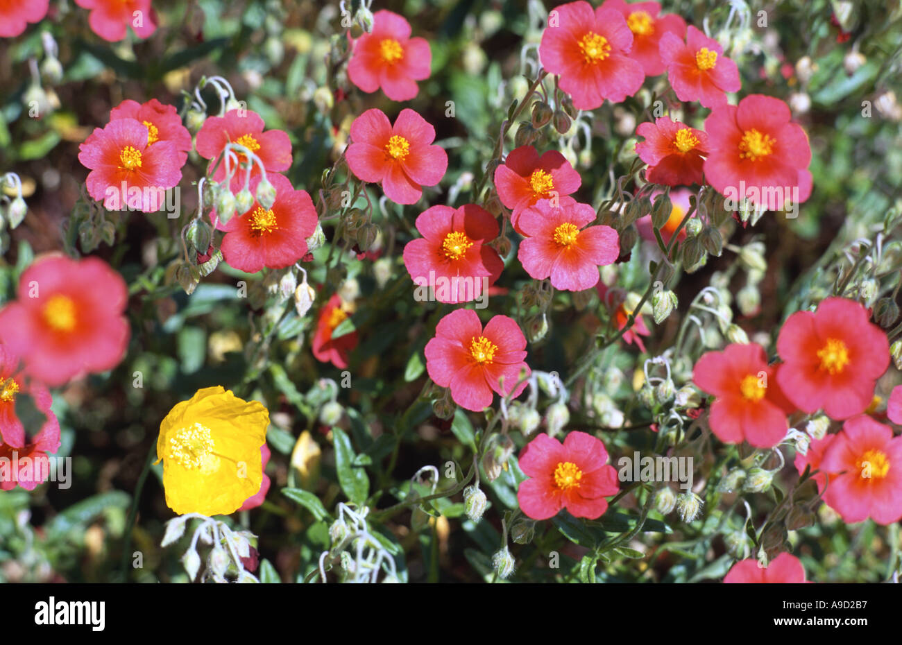 One in a crowd hi-res stock photography and images - Alamy