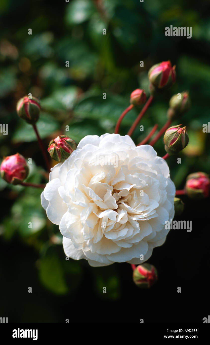 small white climbing rose Stock Photo - Alamy