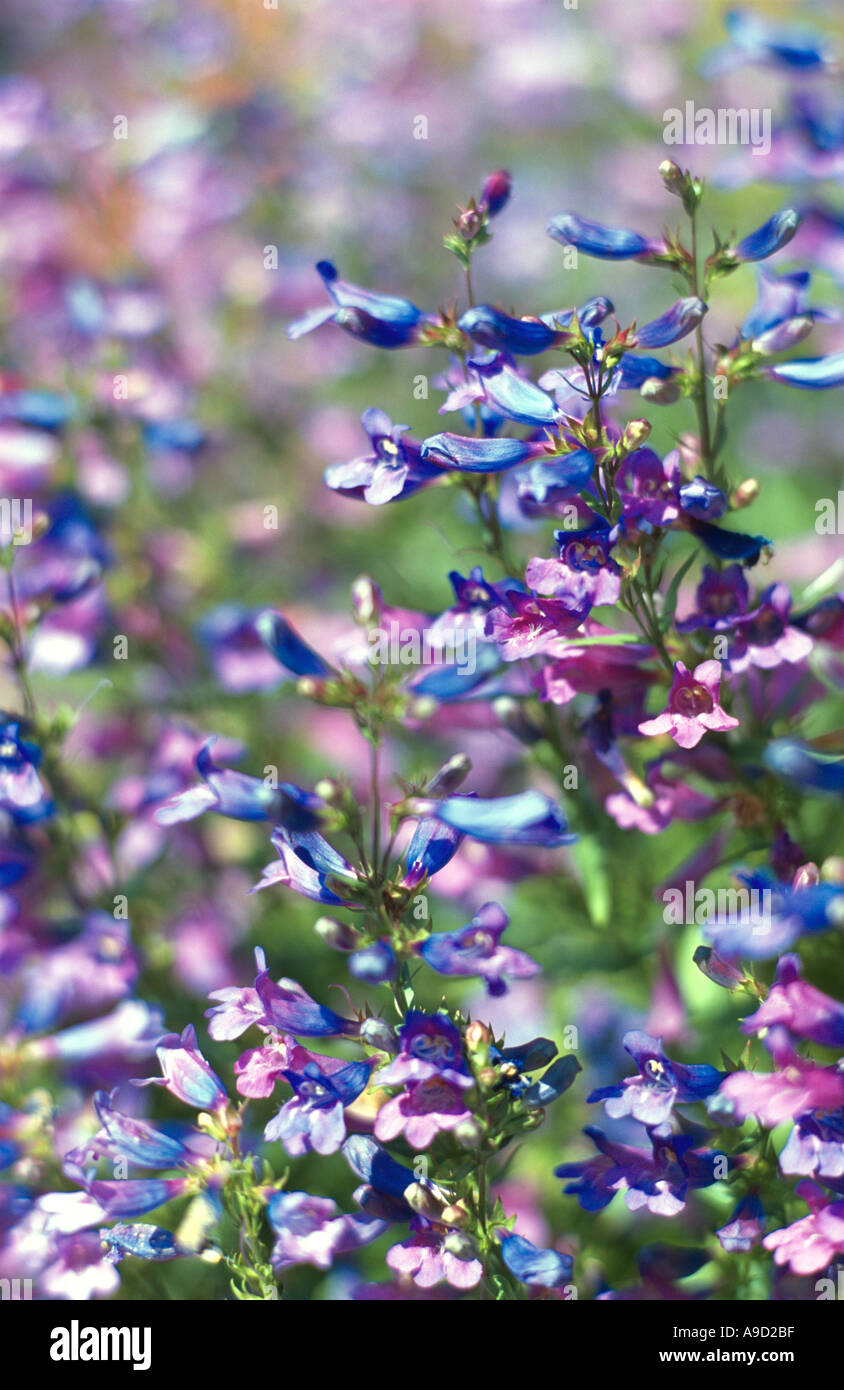 Small flower penstemon hi-res stock photography and images - Alamy