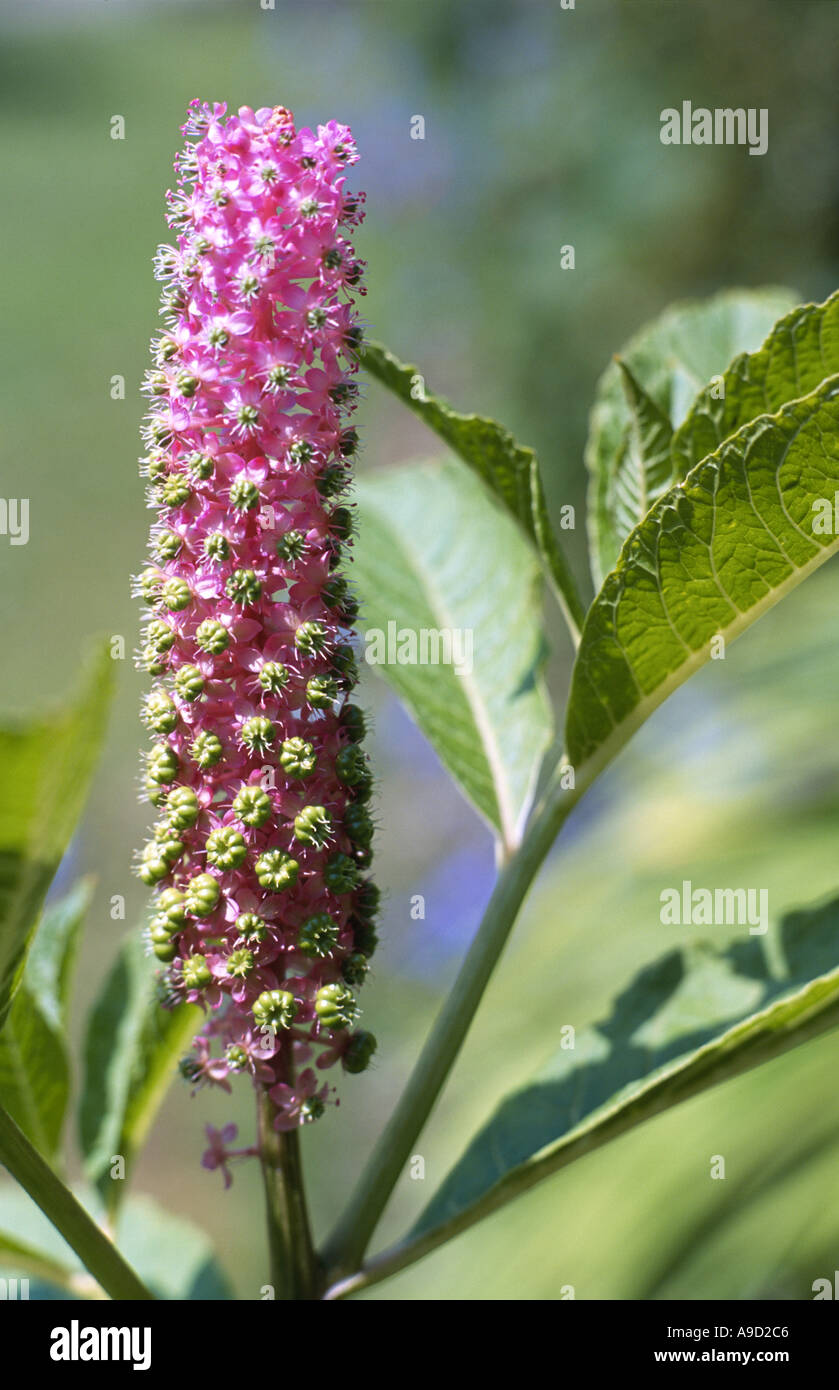 Phallic flower hi-res stock photography and images - Alamy
