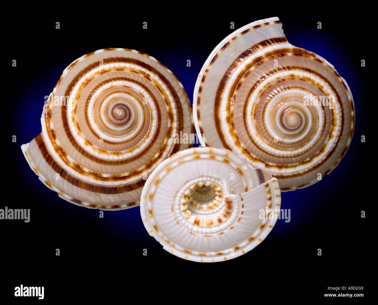 Tropical snail shells Stock Photo - Alamy