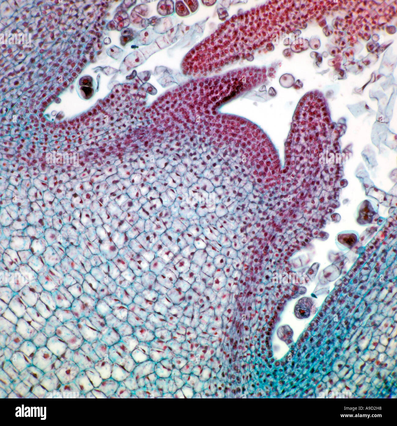 Botanical photomicrograph showing syringe stem tip Stock Photo - Alamy