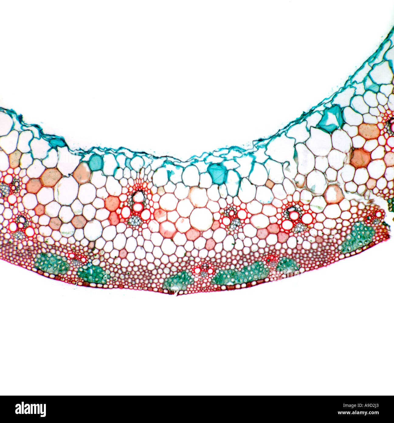Xylem and phloem hi-res stock photography and images - Alamy