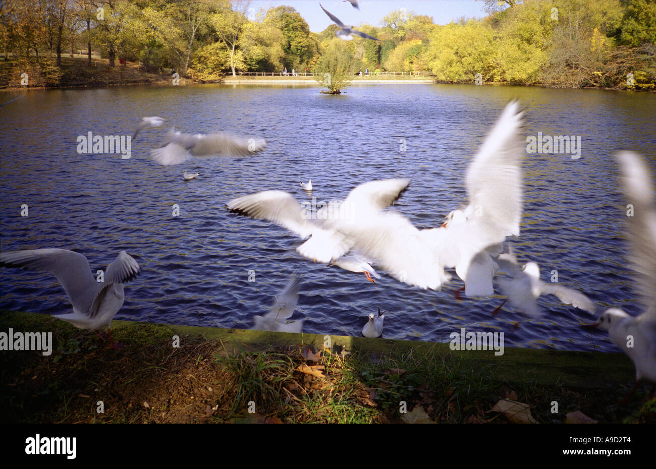 View of birds flying by a little pound in Hampstead Heath Park North ...