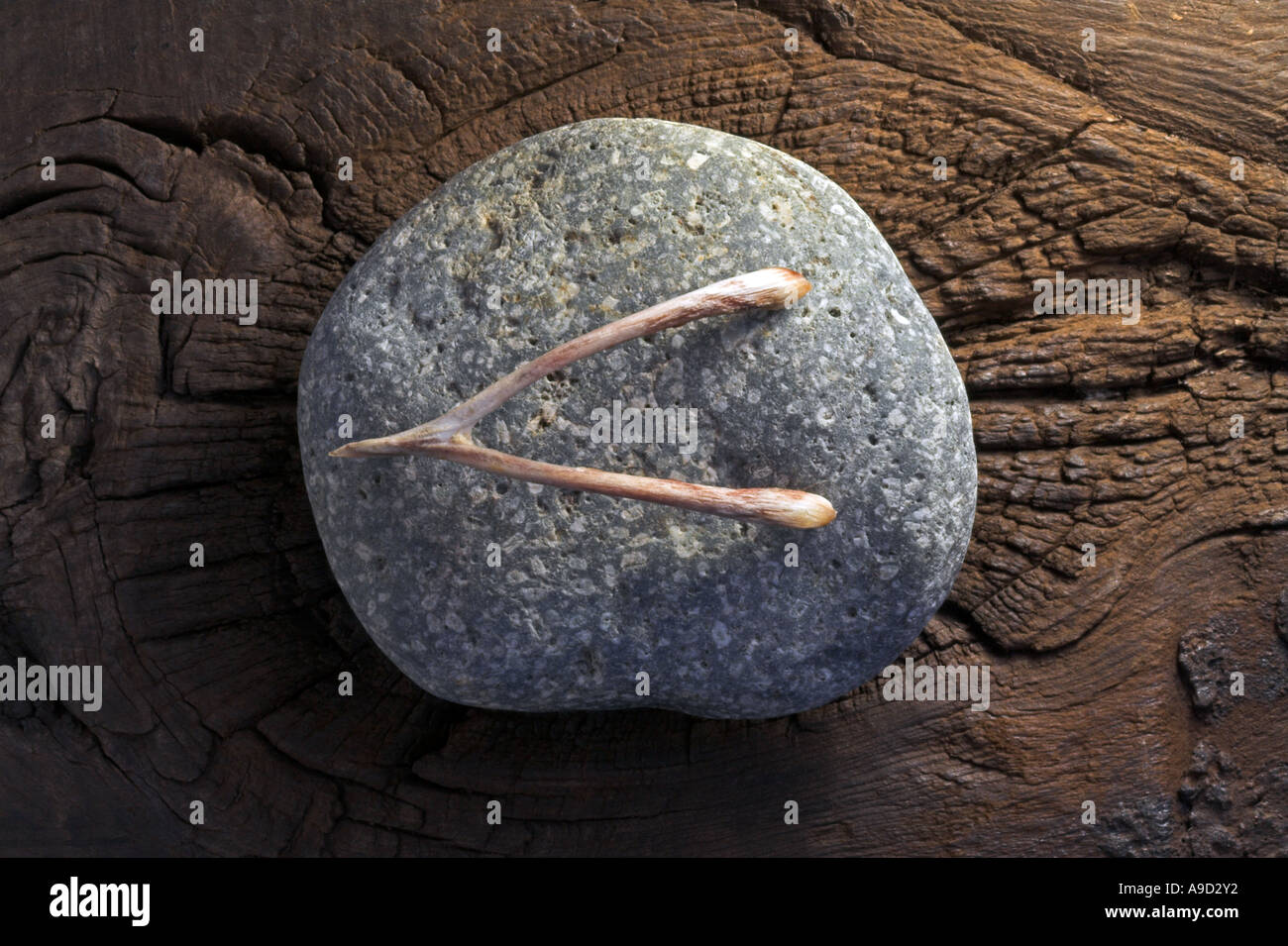 A chicken wishbone sits on top of a pebble which in turn sits on top of ...