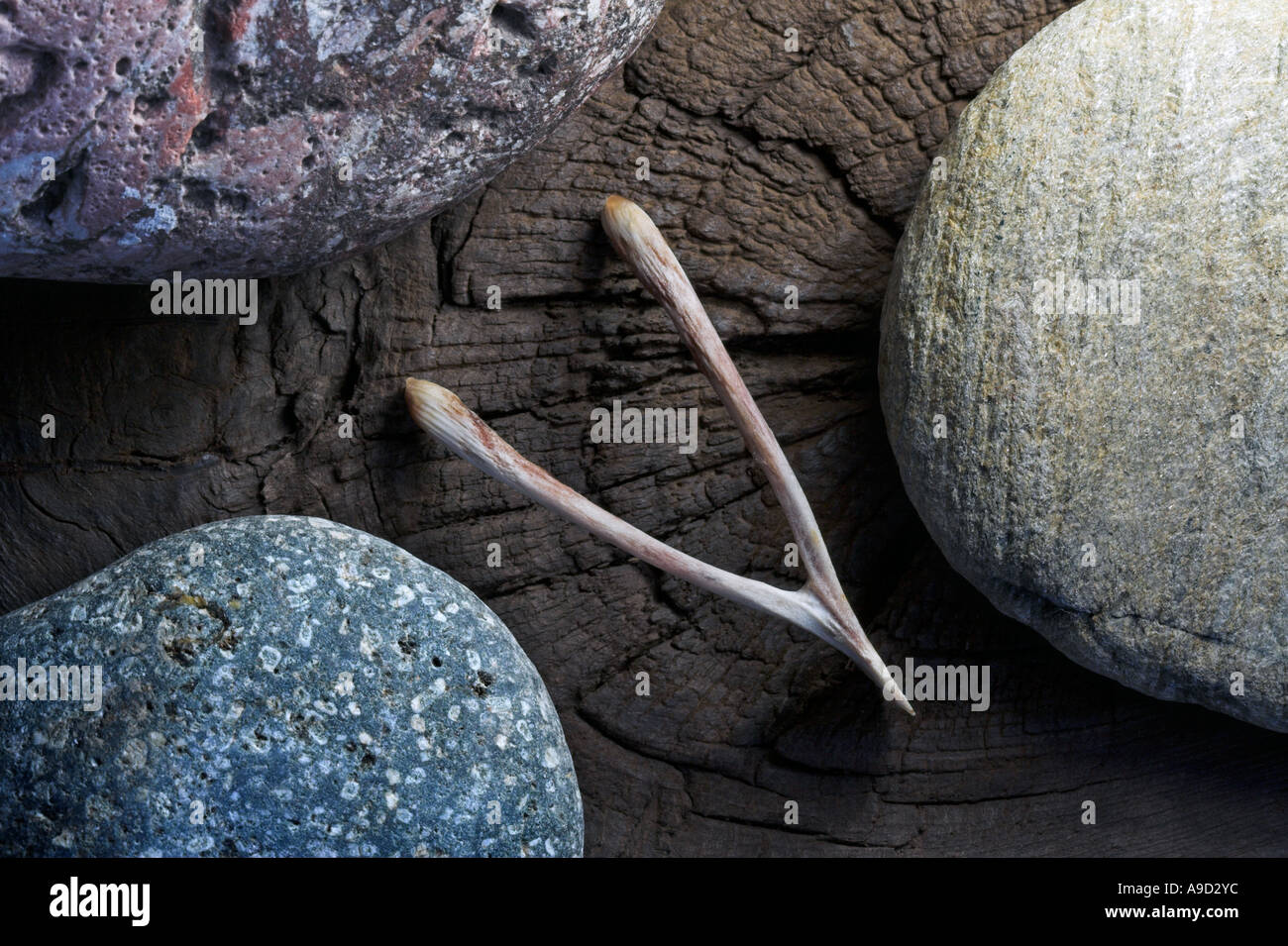 A picture of a chicken wishbone on a piece of knotty wood with ...