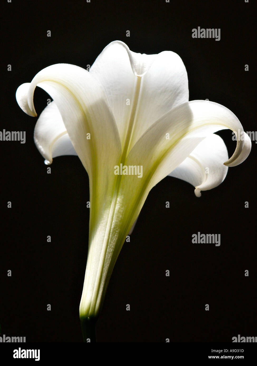 White lily head against black background Stock Photo - Alamy