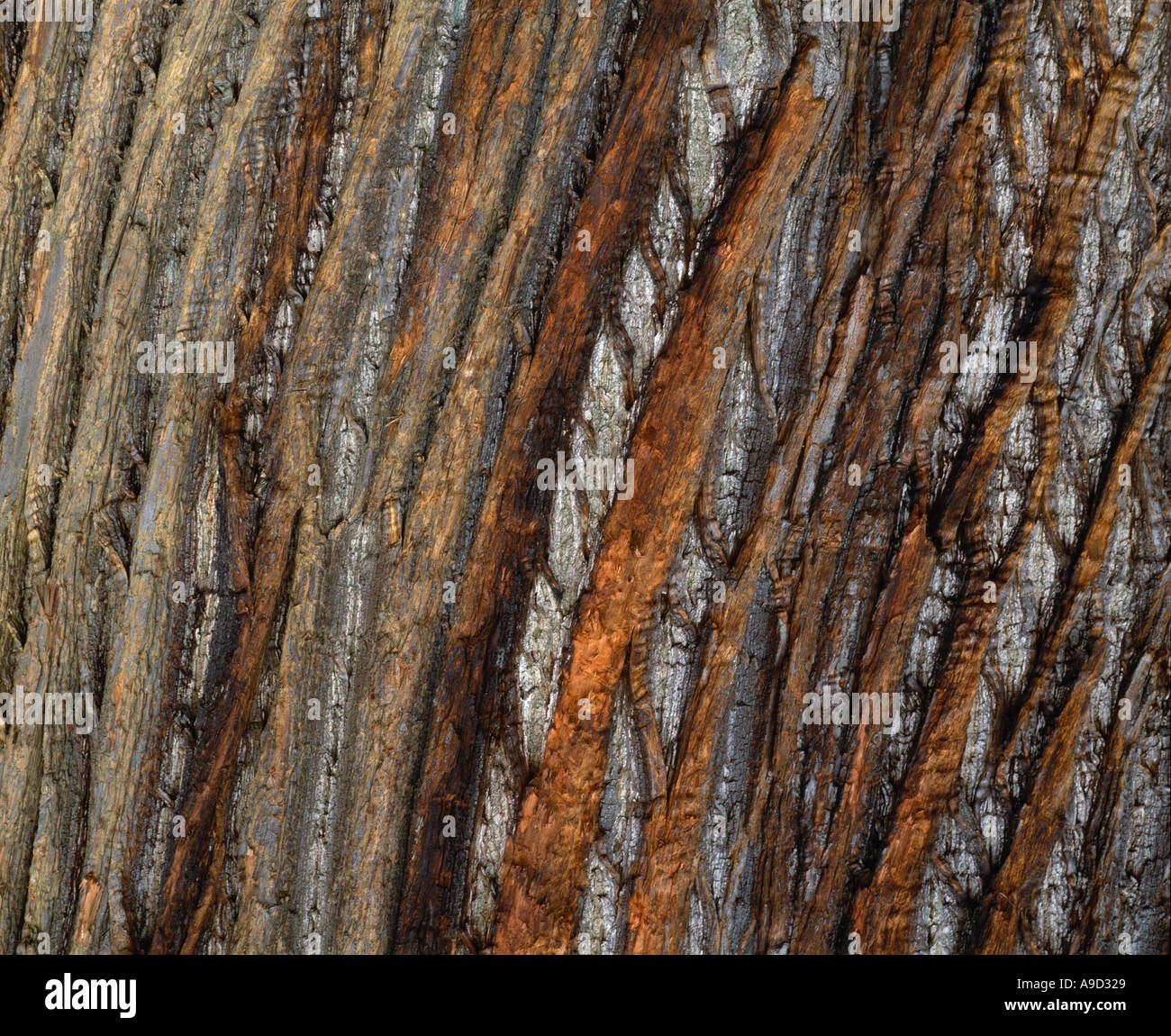 Tree Bark, Sevenoaks, Kent, England, UK, GB Stock Photo - Alamy