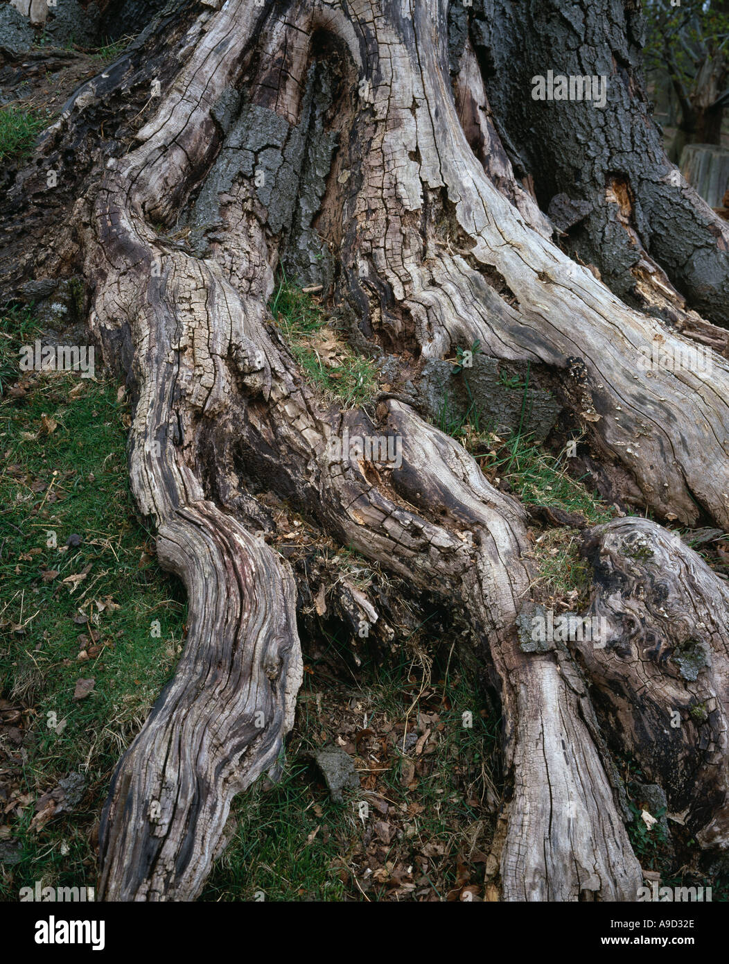 Fine Art Landscape Photograph, Tree Roots, Sevenoaks, Kent, England, UK ...