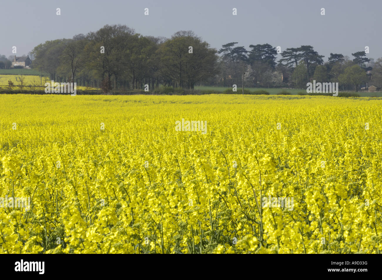 Oil seed rape field Stock Photo - Alamy
