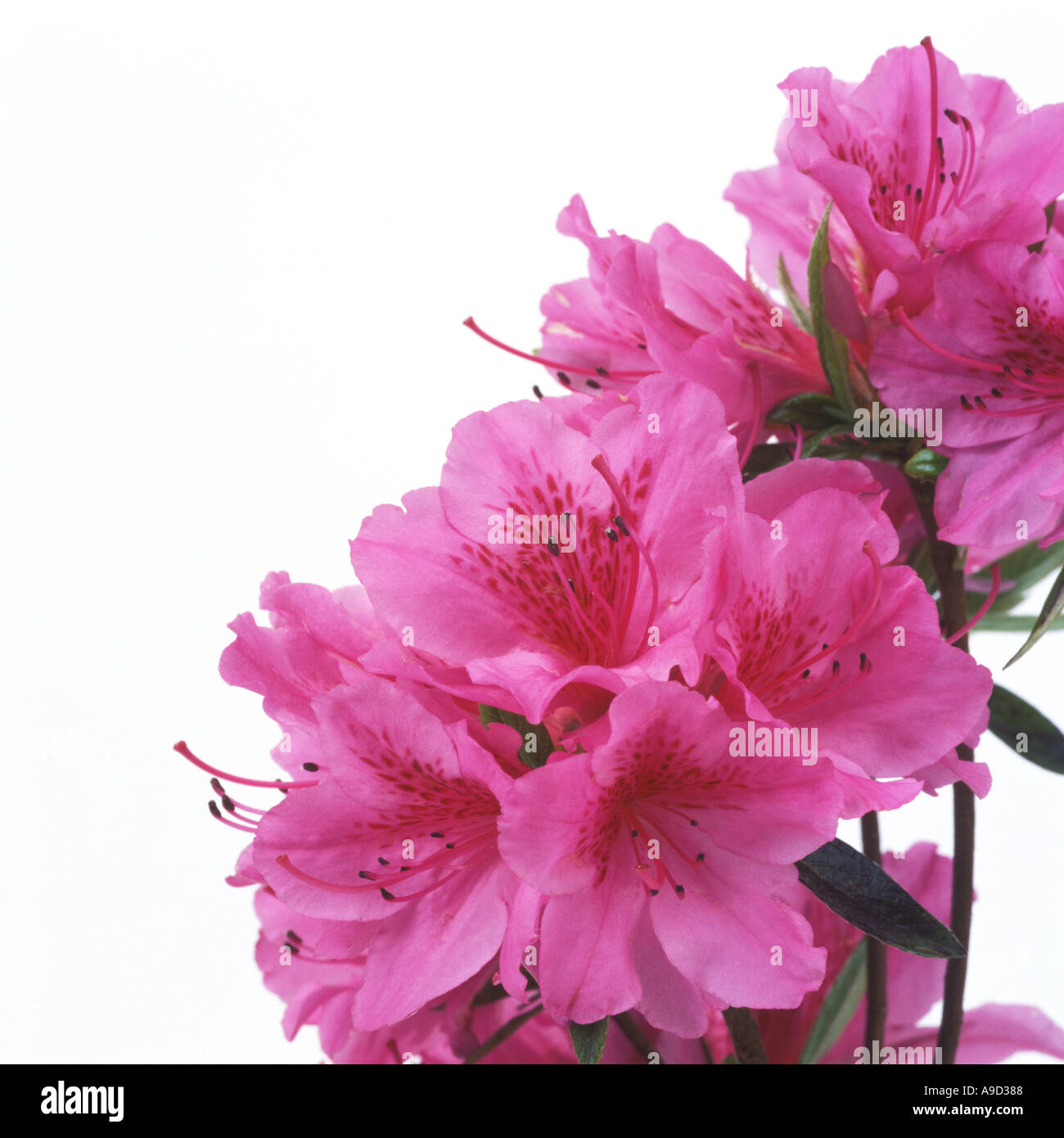 Azalea Blue Danube Flower Stock Photo - Alamy