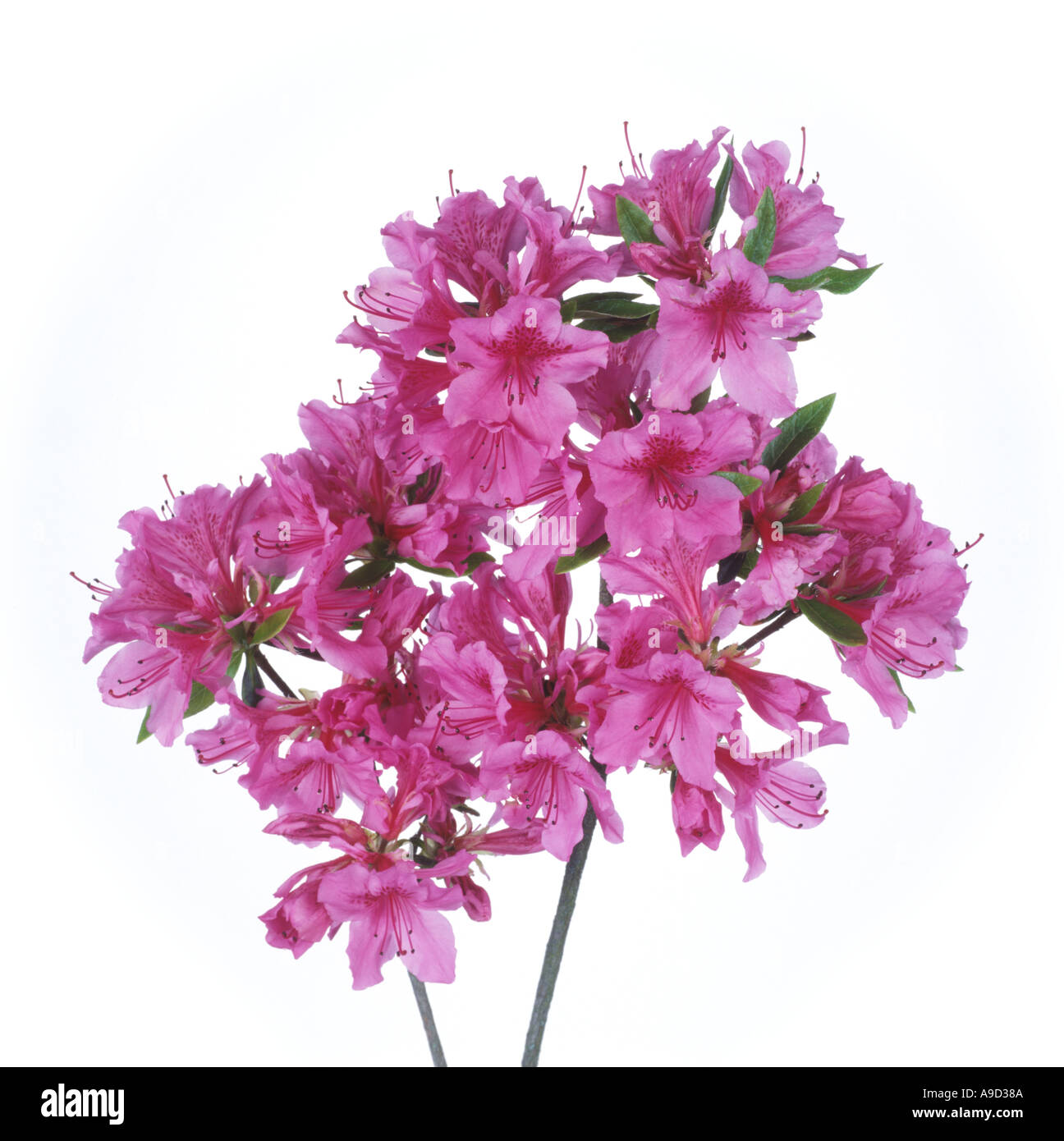 Azalea Blue Danube Flower Stock Photo - Alamy