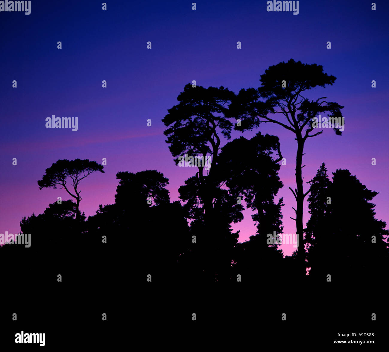 Sundown at Sandringham Norfolk England UK Stock Photo - Alamy