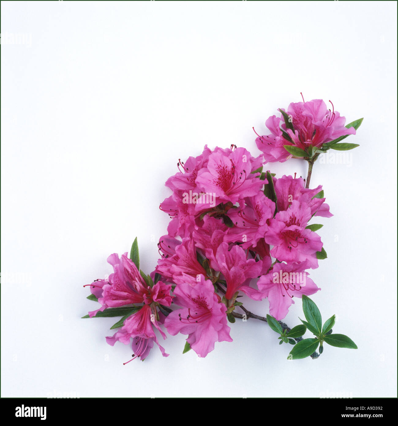 Azalea Blue Danube Flower Stock Photo - Alamy