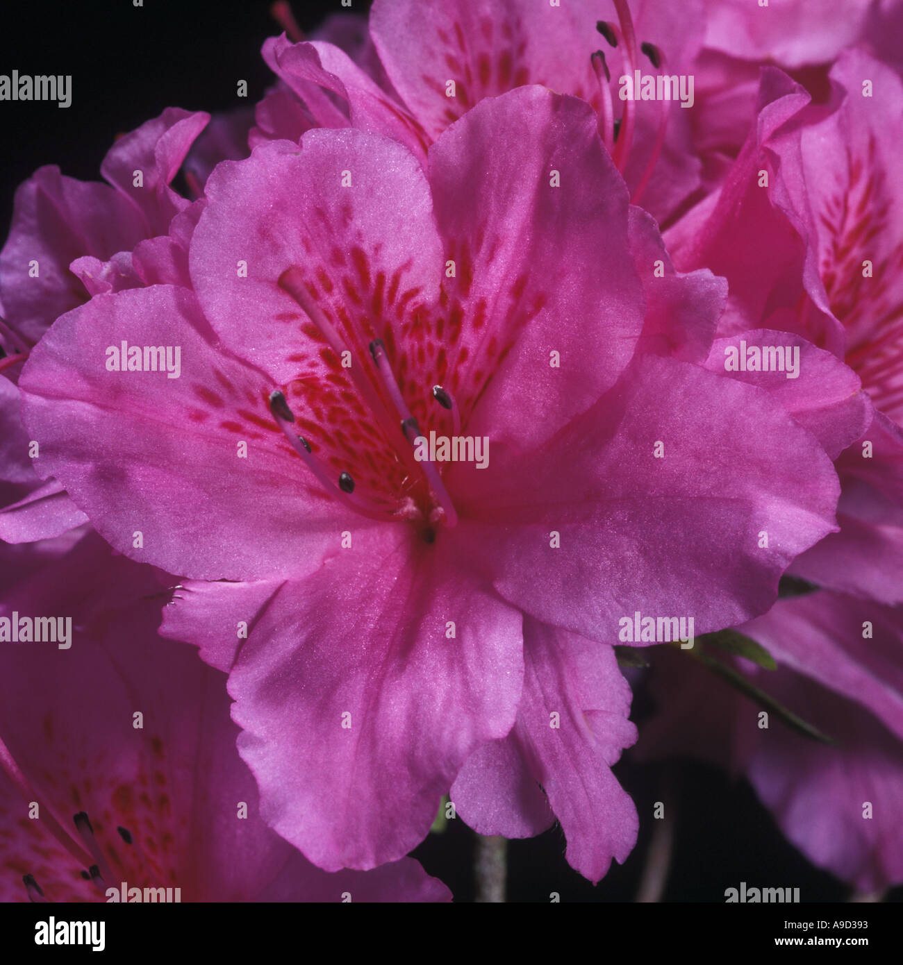 Azalea Blue Danube Flower Stock Photo - Alamy