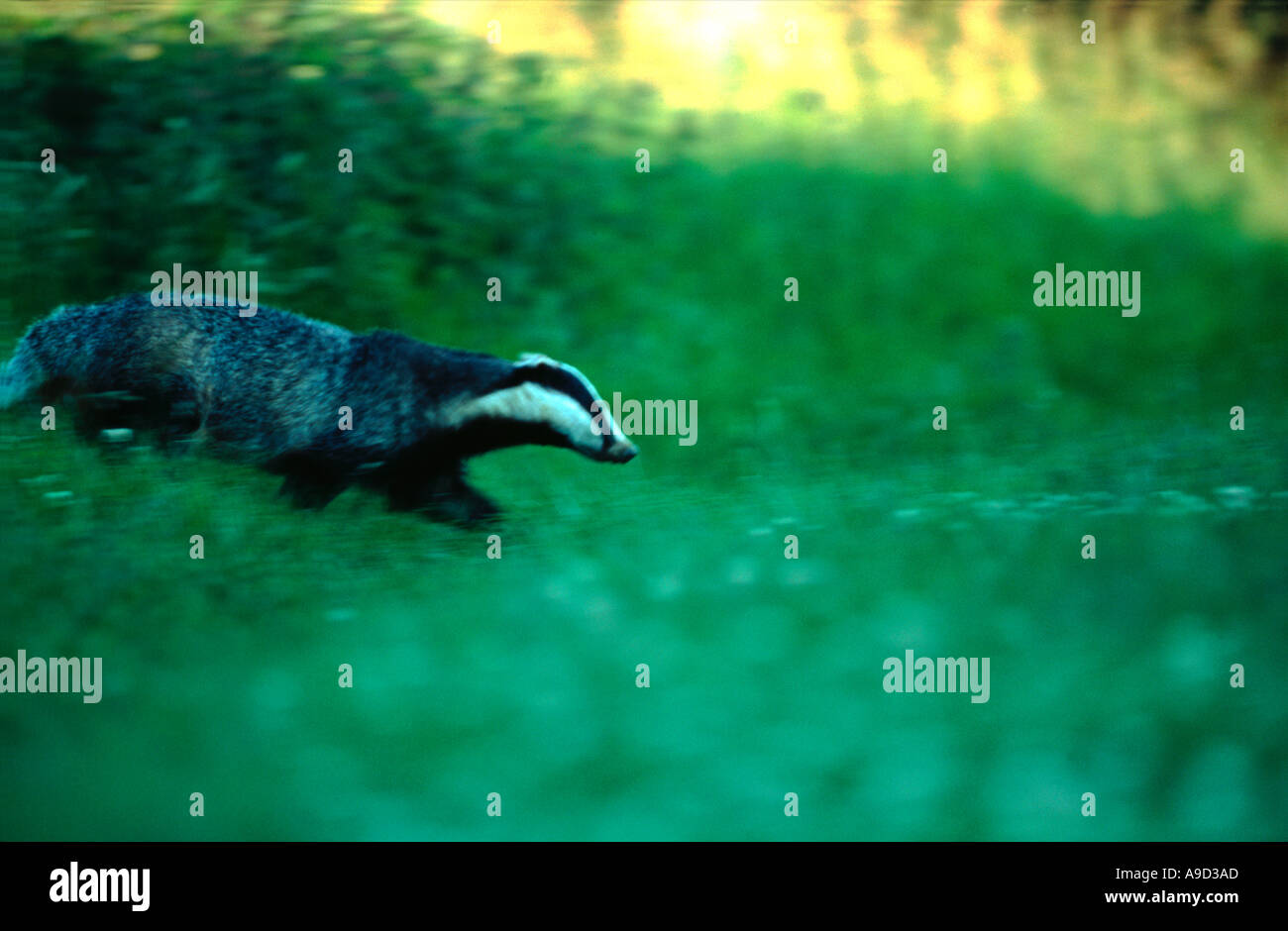 Badger Running Stock Photos & Badger Running Stock Images - Alamy