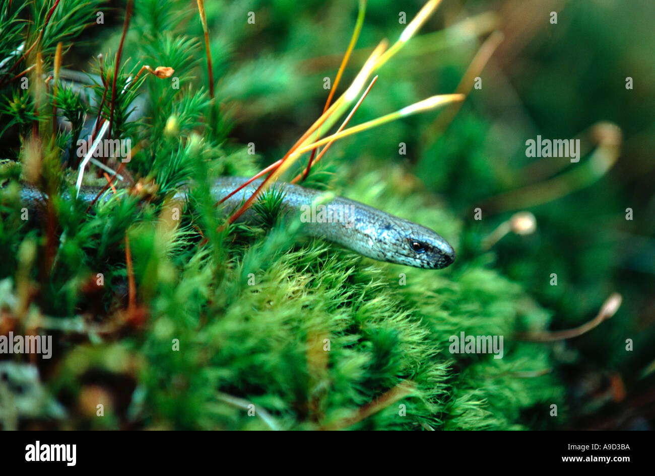 slow worm Anguis fragilis poking out from vegetation Stock Photo - Alamy