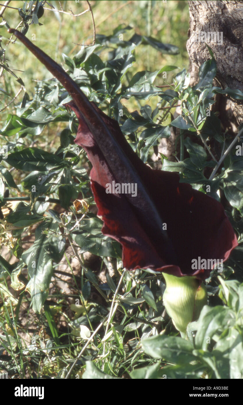 Greece Dragon flower of Crete Dracunculus Vulgaris Stock Photo - Alamy
