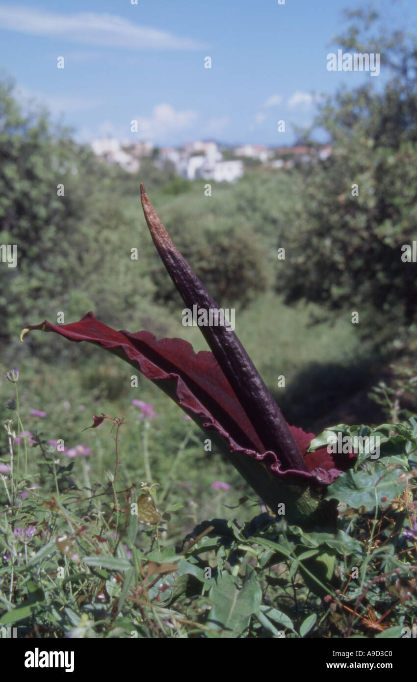 Greece Dragon flower of Crete Dracunculus Vulgaris Stock Photo - Alamy