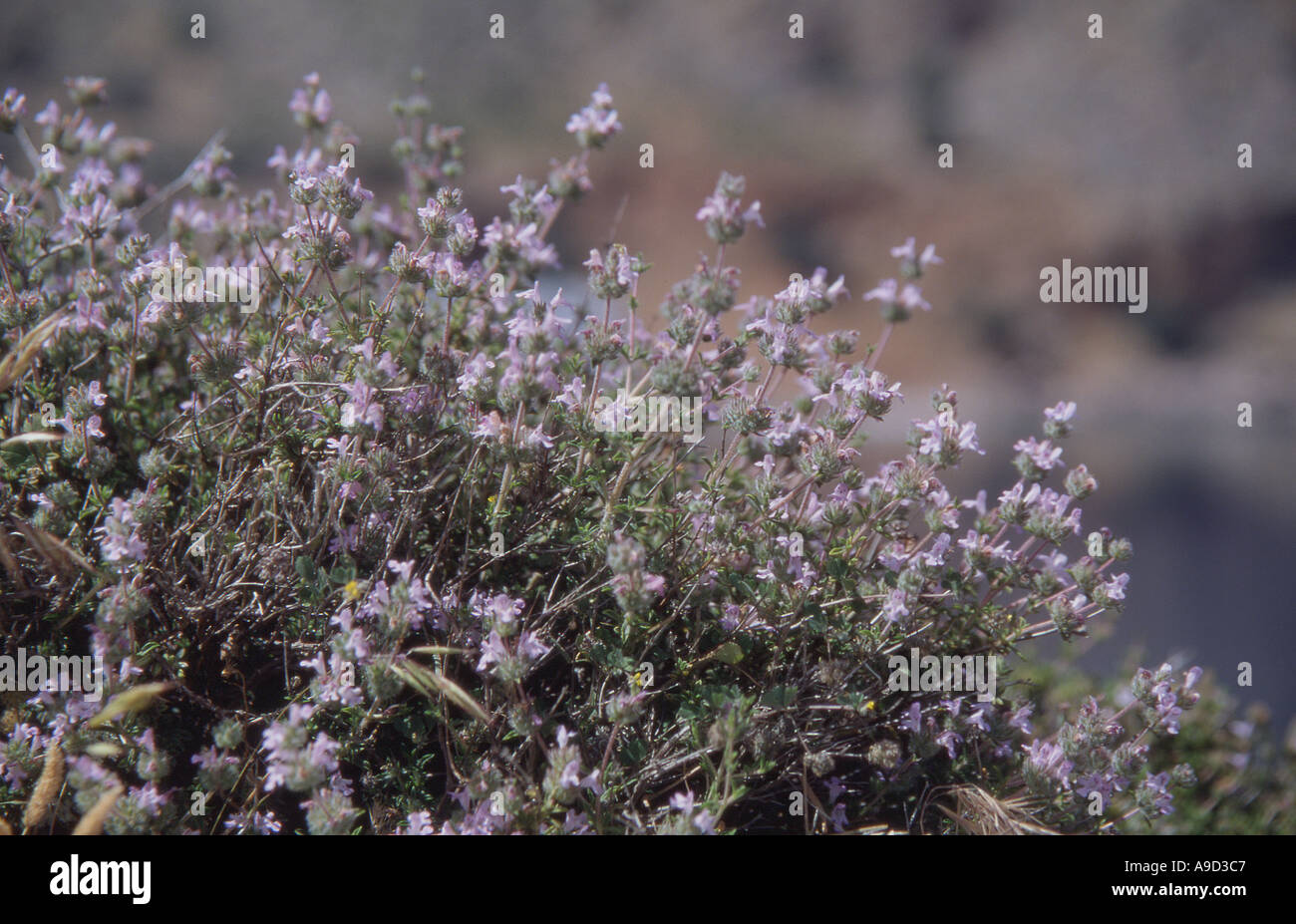 Greece Cretan thyme herb plant thymus vulgaris Stock Photo - Alamy