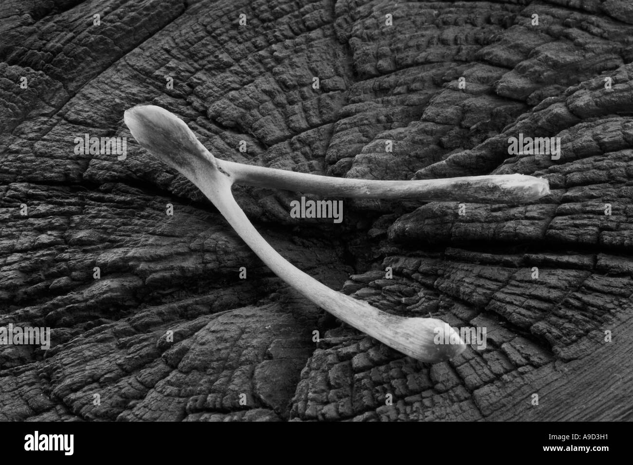 A black and white picture of a chicken wishbone on a knotted piece of ...
