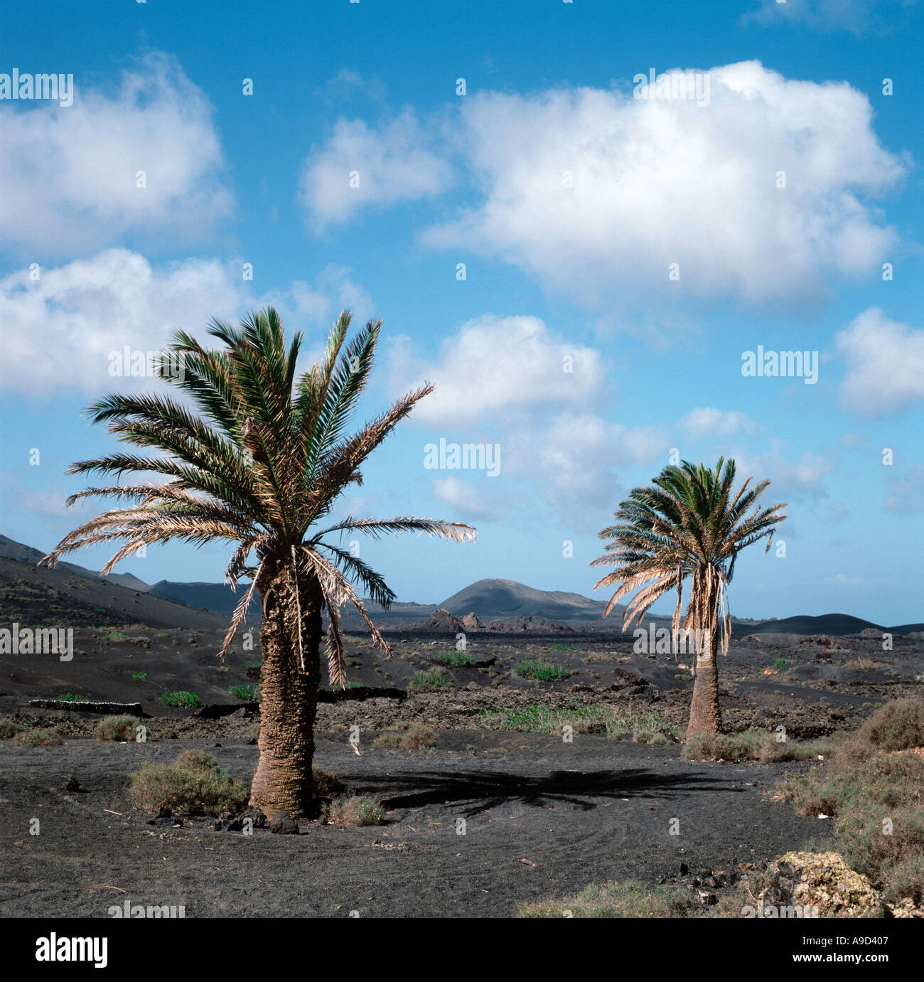 Landscape near Timanfaya National Park, Yaiza, Lanzarote, Canary ...