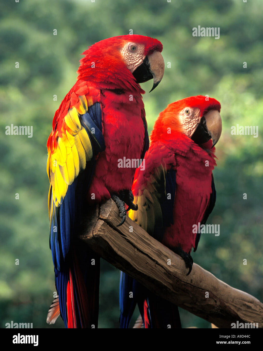 Two parrots sitting hi-res stock photography and images - Alamy
