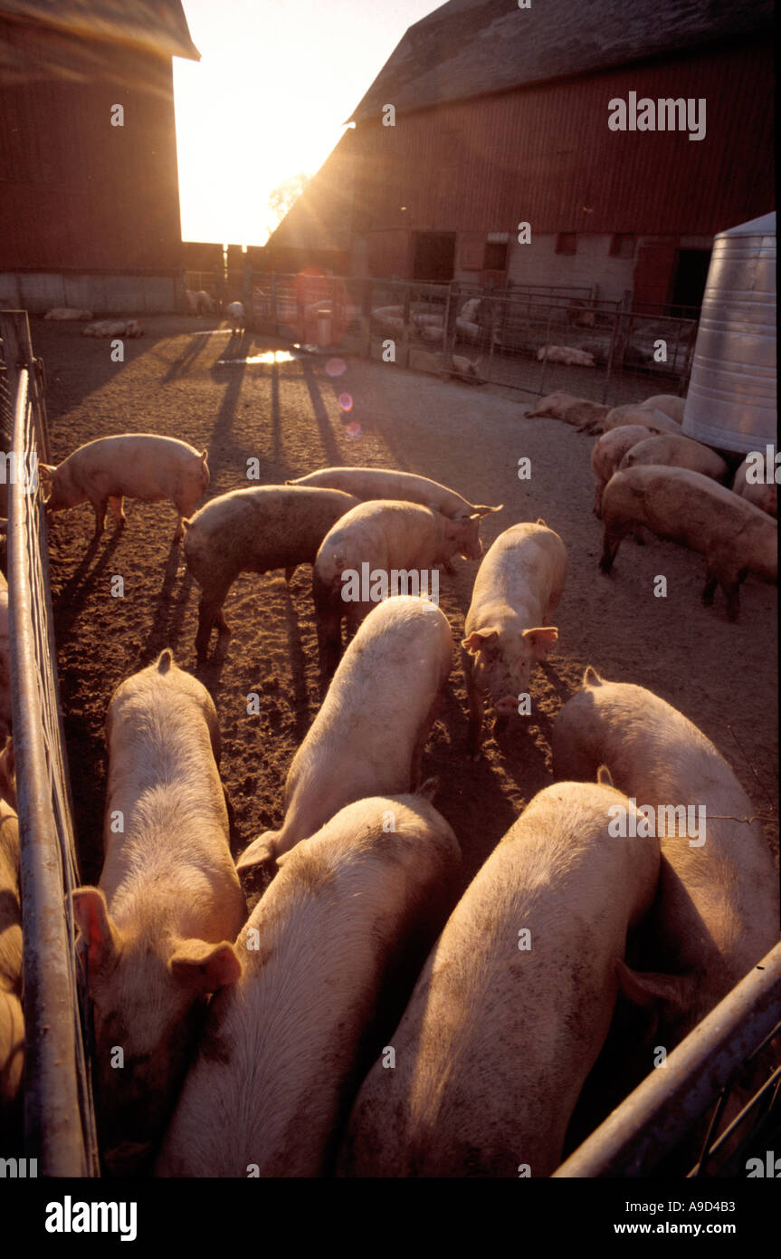 Pig sty vertical hi-res stock photography and images - Alamy