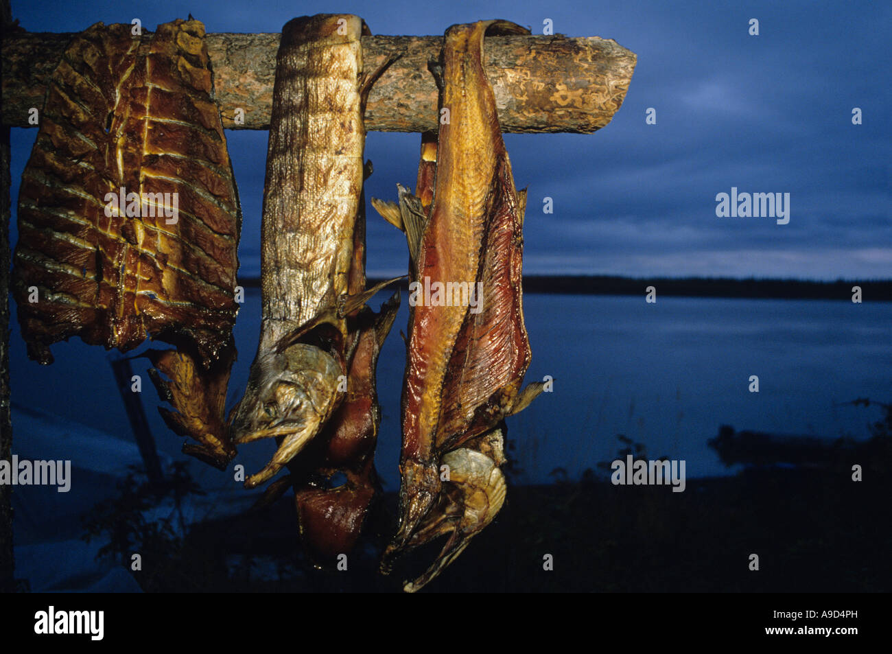 USA Alaska Subsistence salmon dry on wooden rack along Yukon River near ...