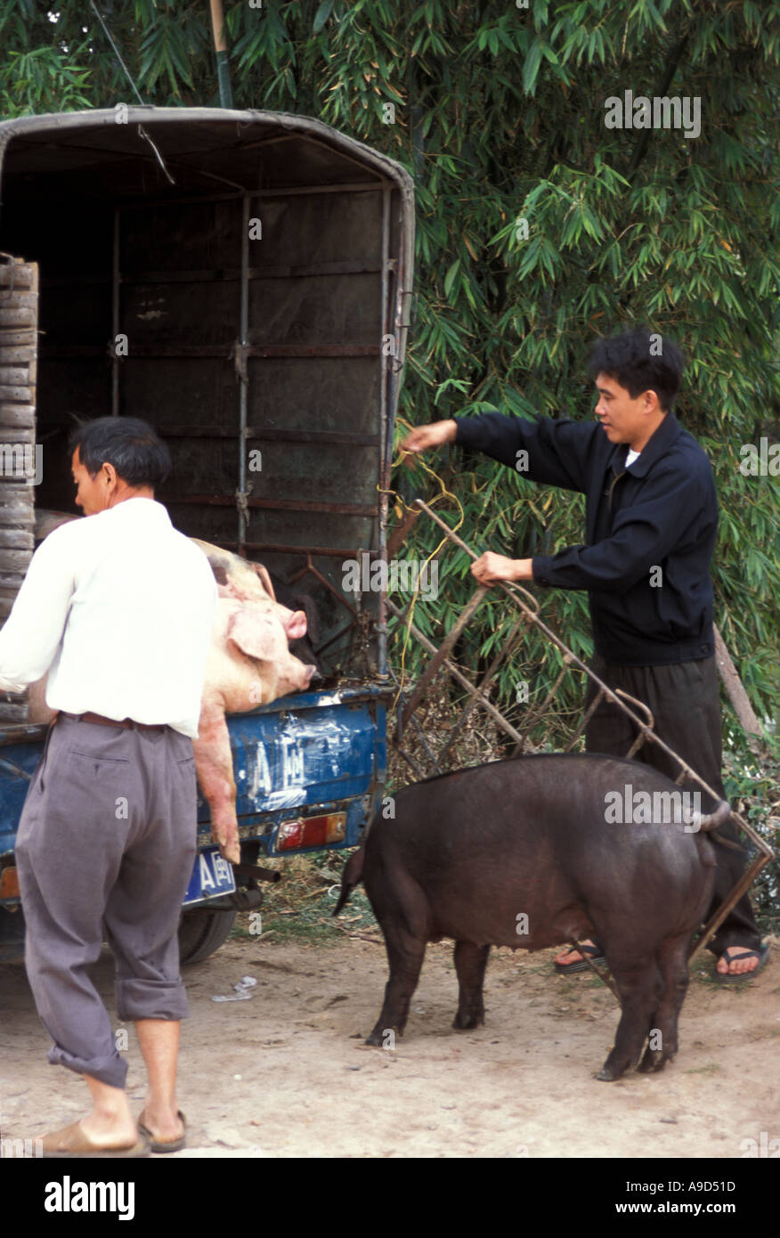 Pig Loading High Resolution Stock Photography and Images - Alamy