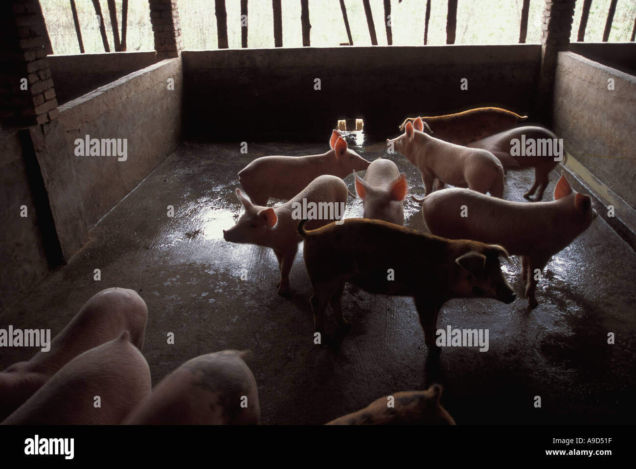 Chinese pig farm Jujian Province Stock Photo - Alamy