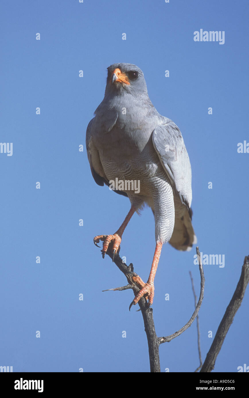 Ovampo sparrowhawk hi-res stock photography and images - Alamy