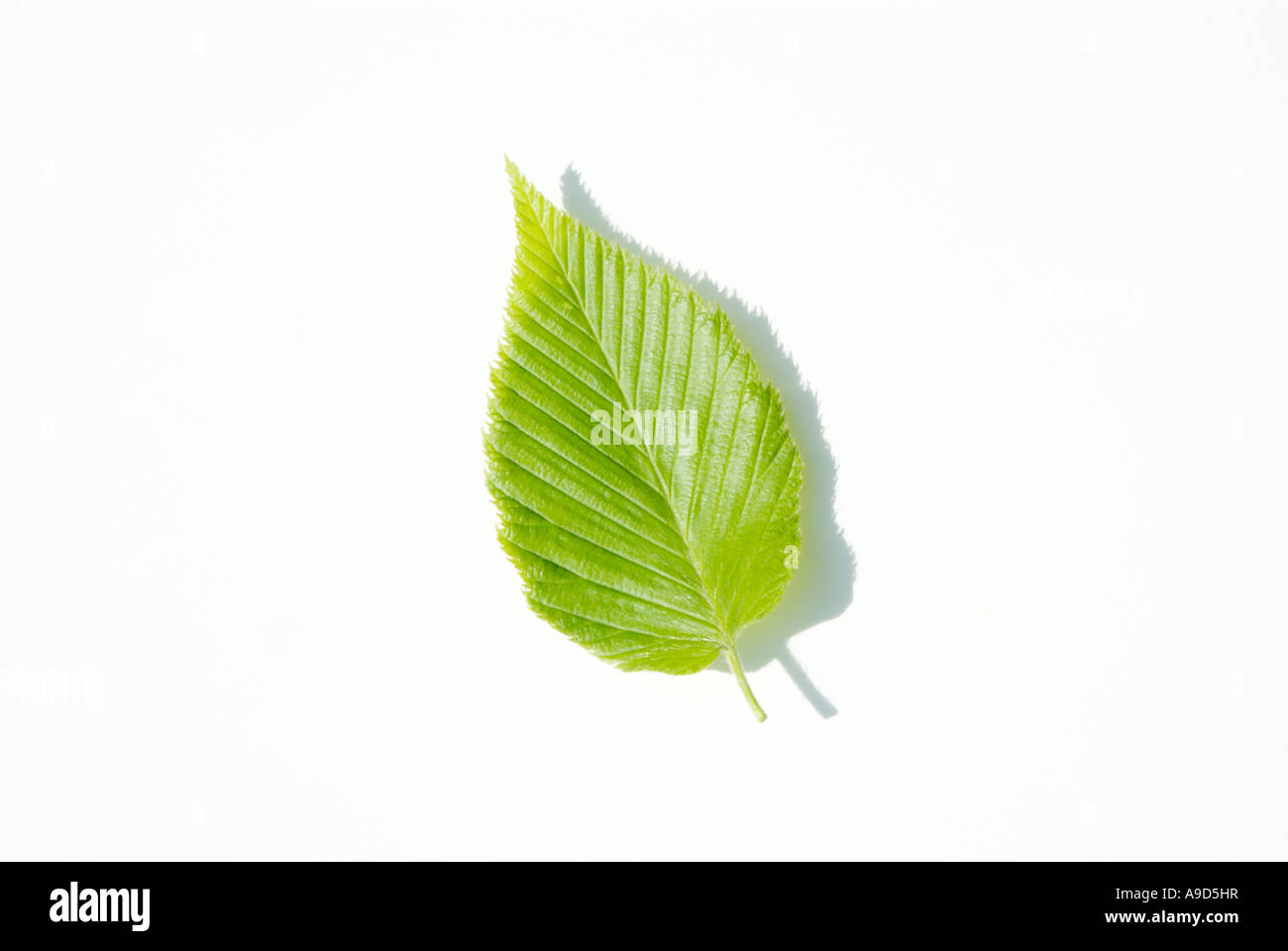 Birch tree in yellow Cut Out Stock Images & Pictures - Alamy