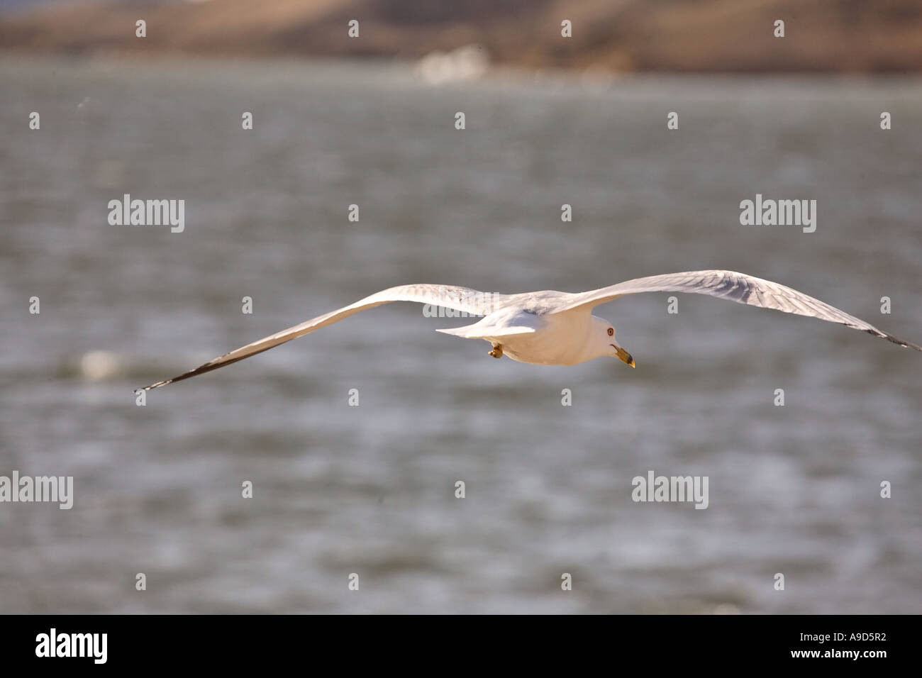 Long winged gull hi-res stock photography and images - Alamy