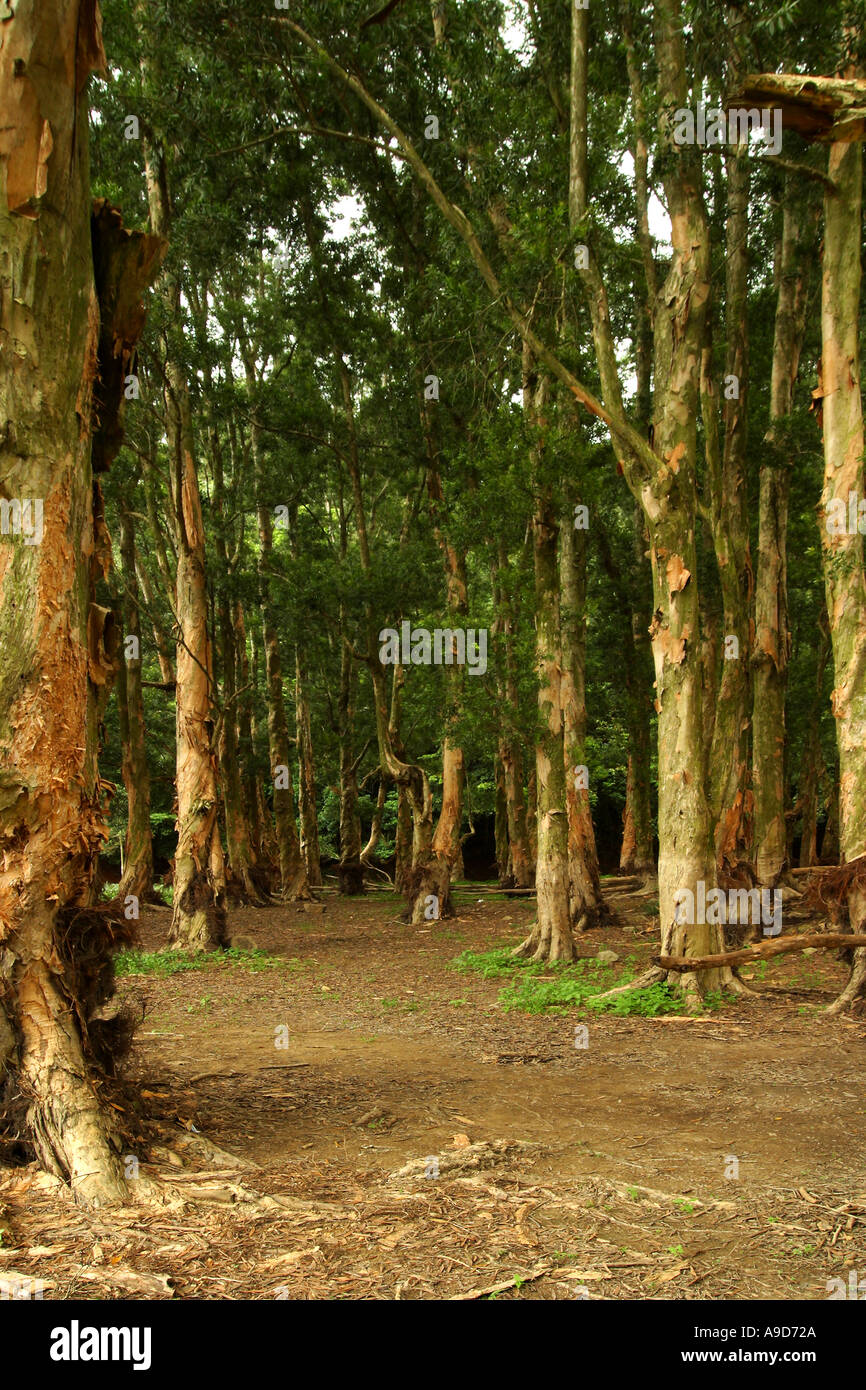 tree forest china Stock Photo - Alamy