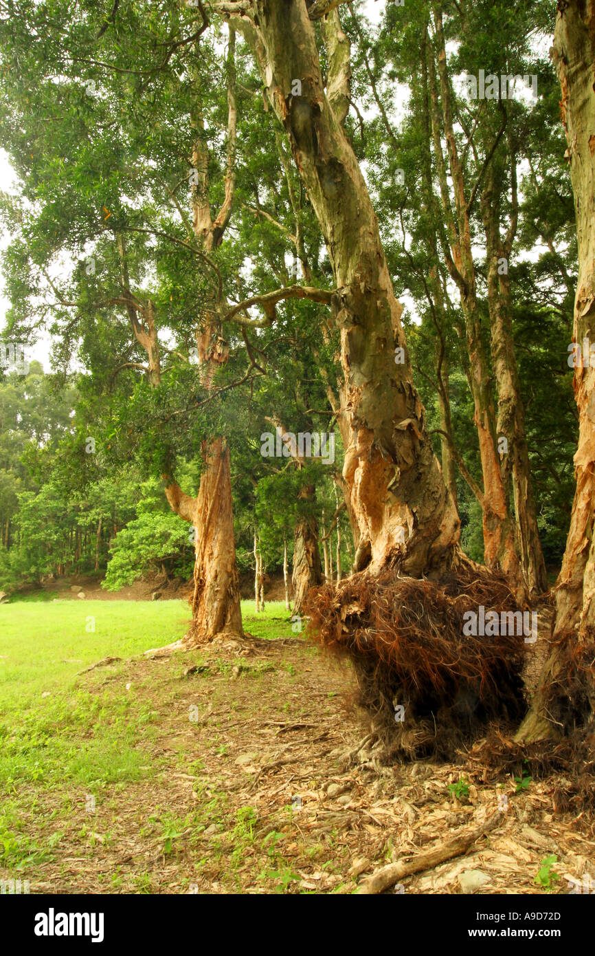 Redwoodtree hi-res stock photography and images - Alamy