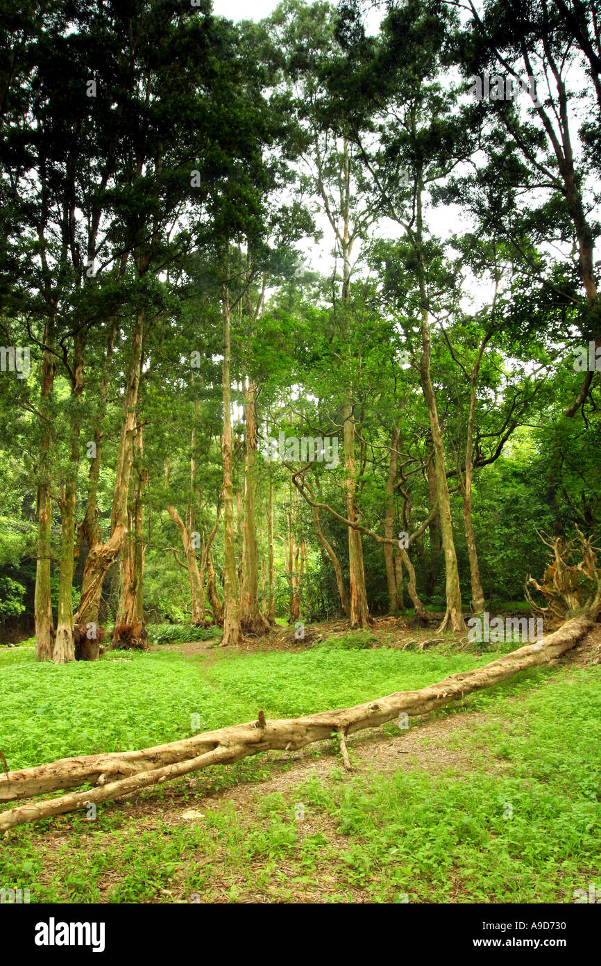 broken collapse tree Stock Photo - Alamy