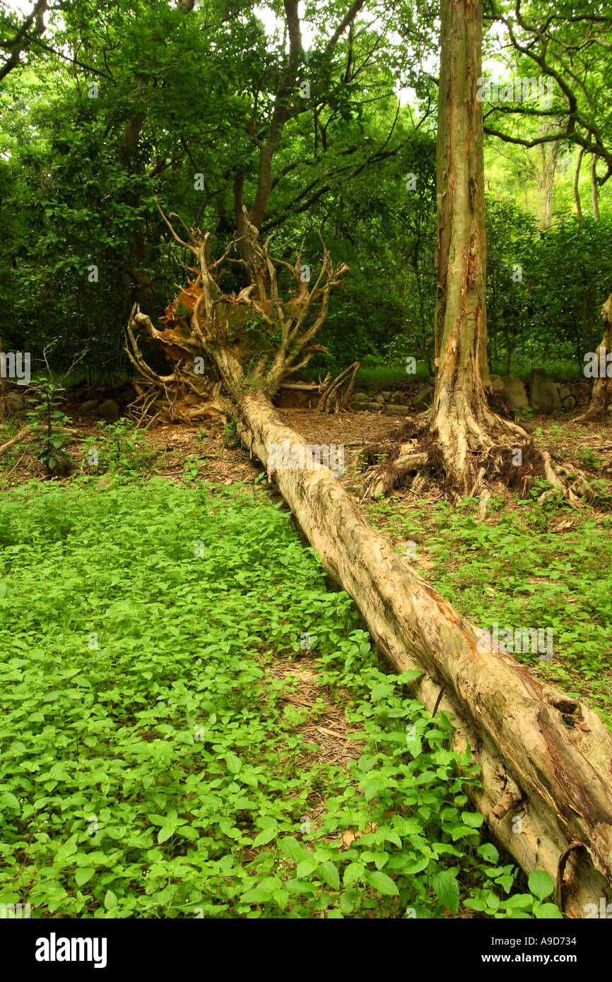 Chinese Redwood High Resolution Stock Photography and Images - Alamy