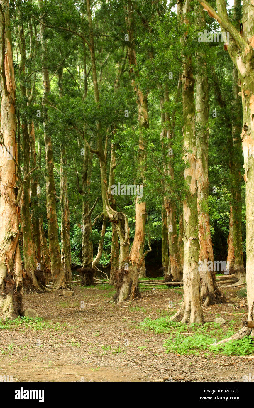 forest in china Stock Photo - Alamy