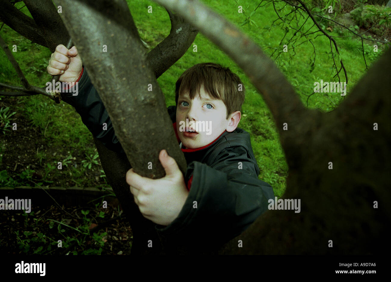 boy tries to figure out how to climb a tree Stock Photo - Alamy