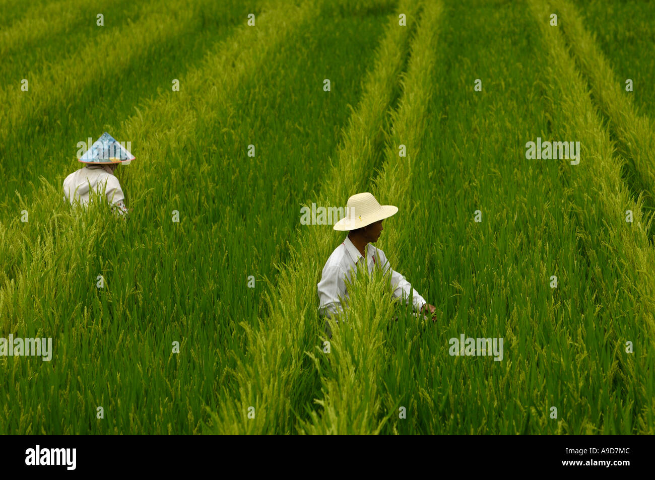 Chinese farmers work in the rice fields in Sanya Hainan China 30 Mar ...