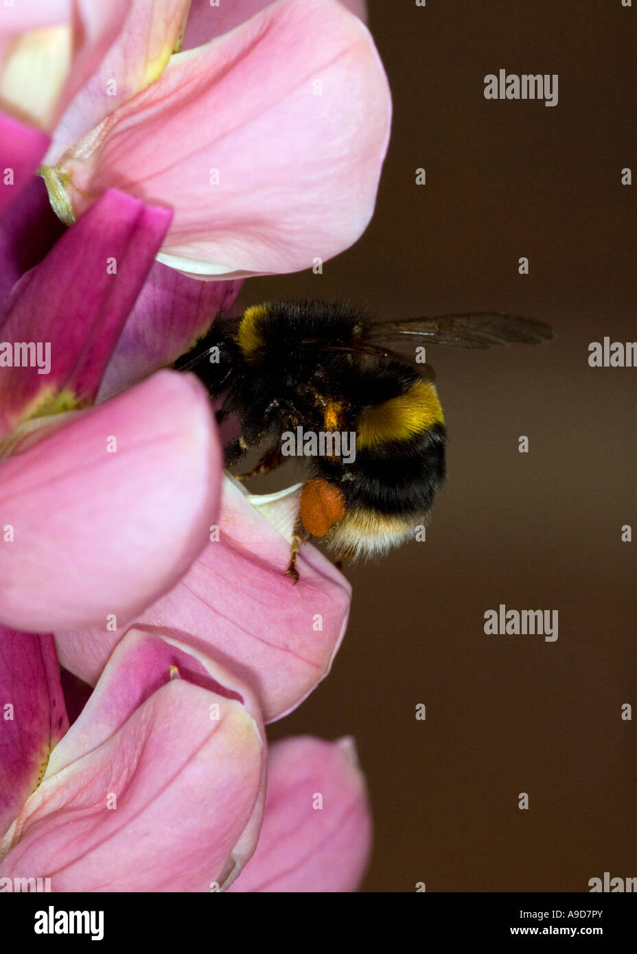 White tailed Bumble bee (Bombus lucorum), pollinating pink Lupin flower ...