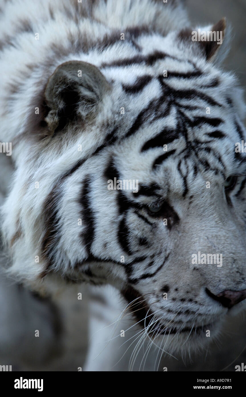 A white Siberia tiger in Siberia Tiger Park in Harbin, Heilongjiang ...