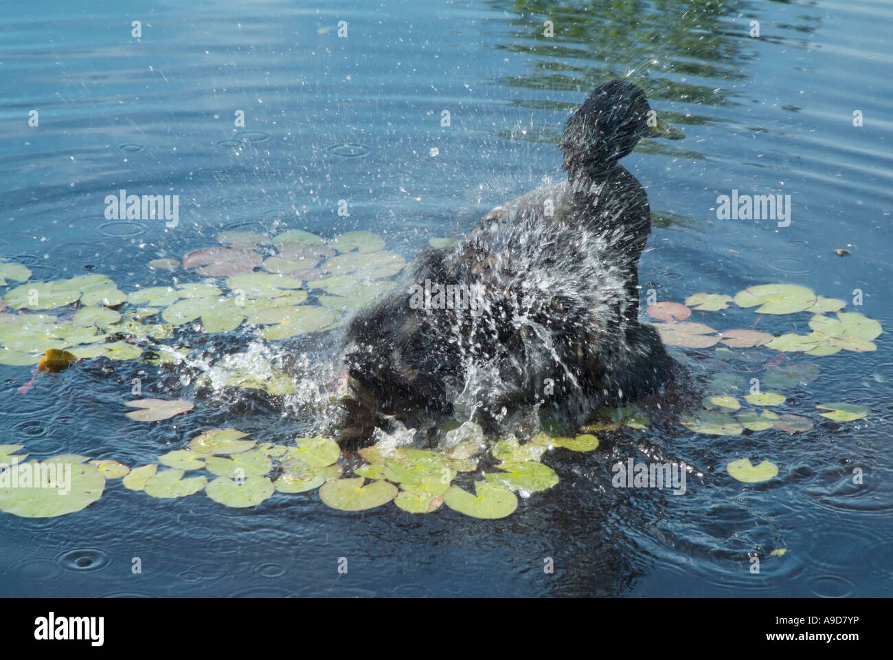 Mallard Duck in plumage during the spring months in a New Hampshire ...